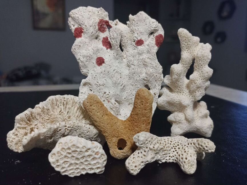 Морские кораллы