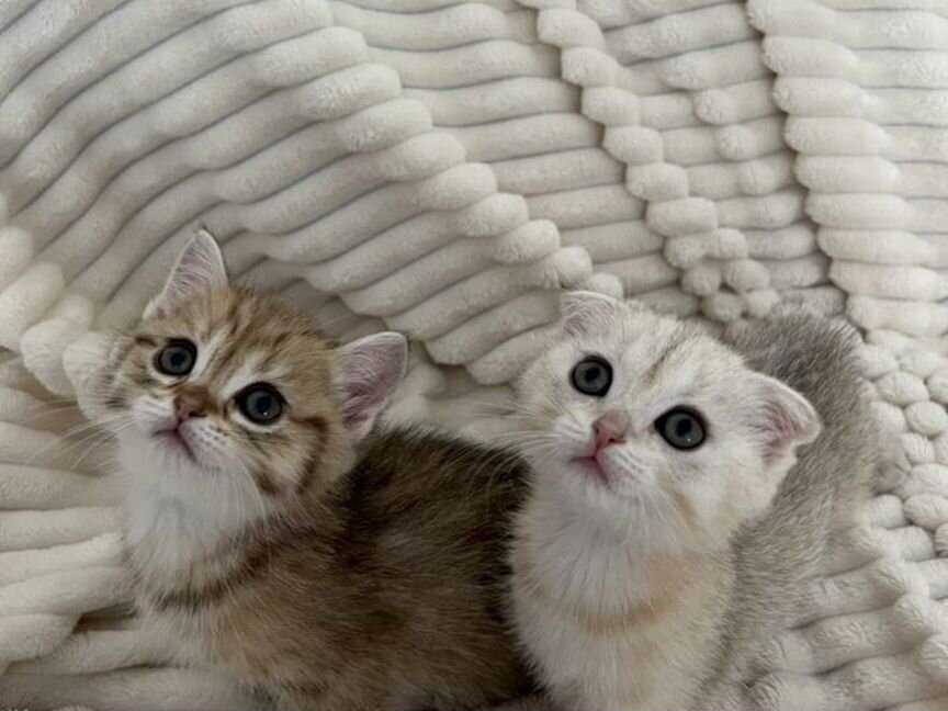 Шотландские котята