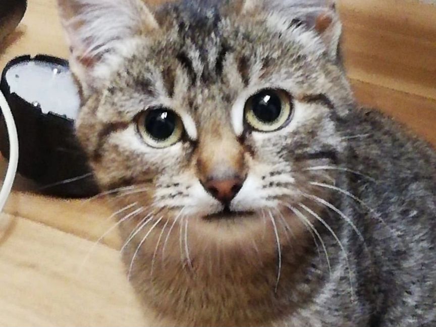 Кошечка подросток Соня ищет дом