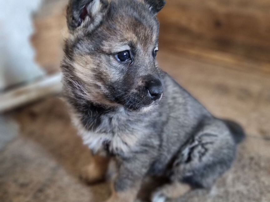 Щенок в добрые руки