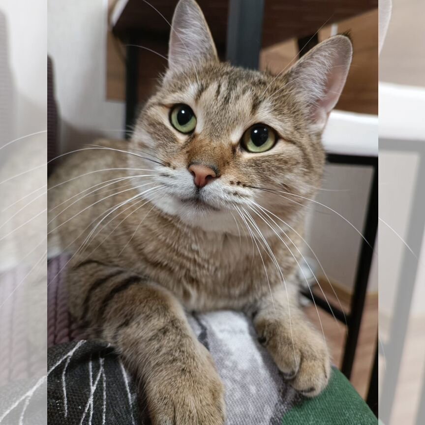 Отдается милота