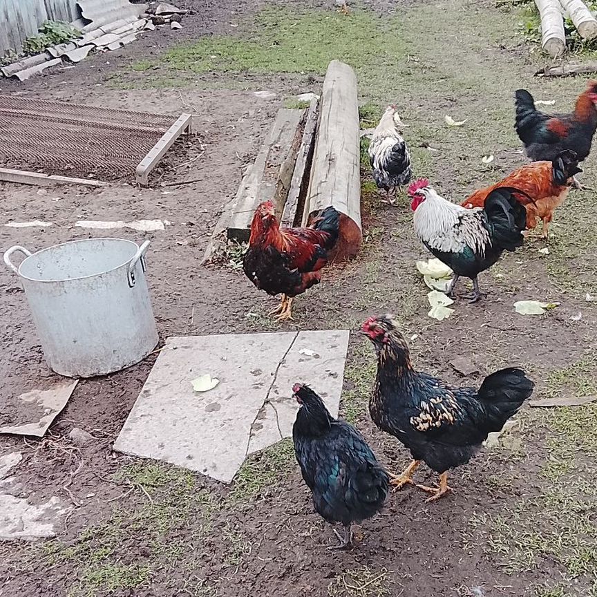 Петухи породистые