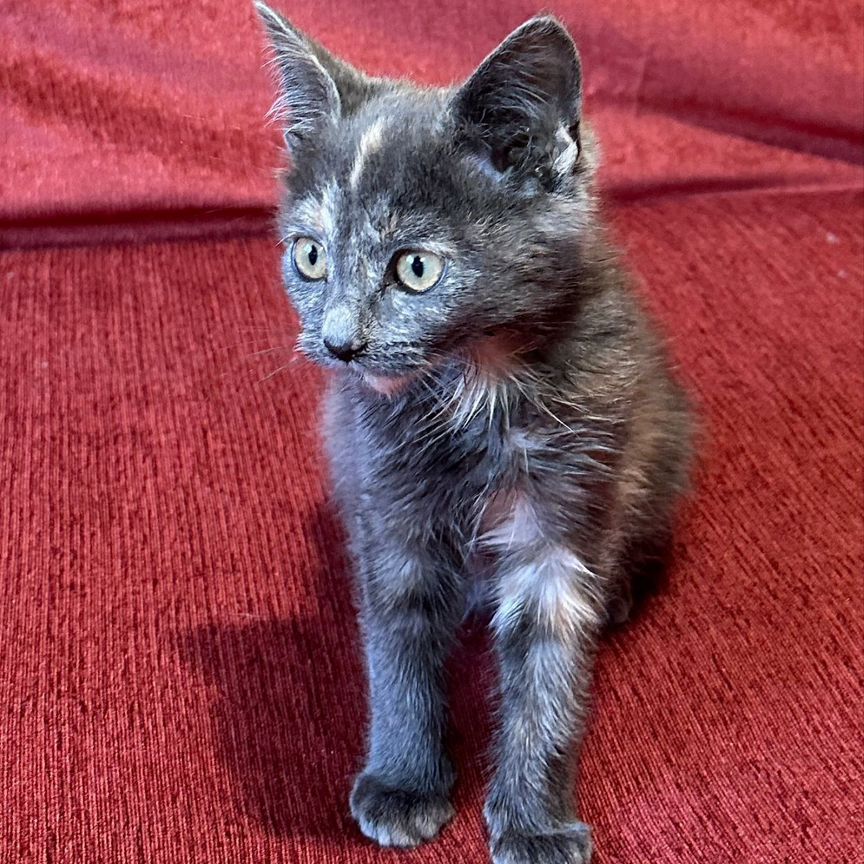 Котенок девочка 2 месяца