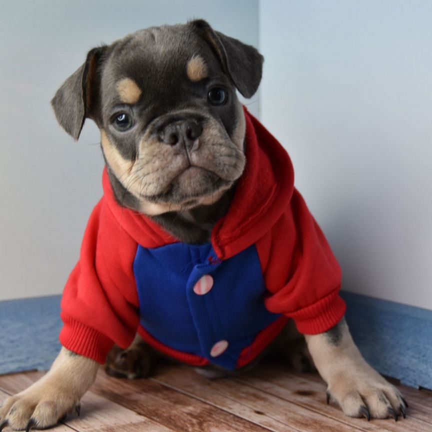 Голубой с подпалом мальчик