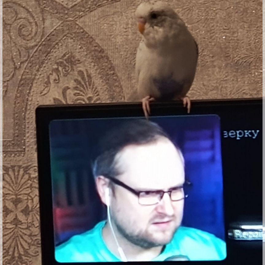 Волнистый попугай