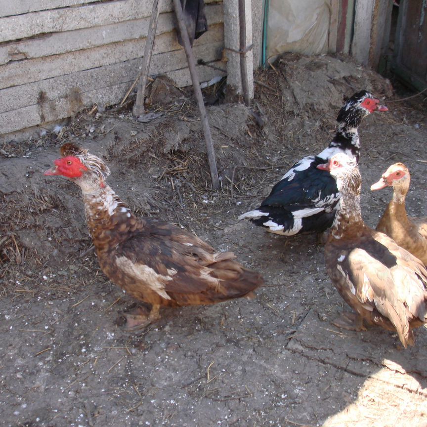 Мускусные утки на племя или на мясо