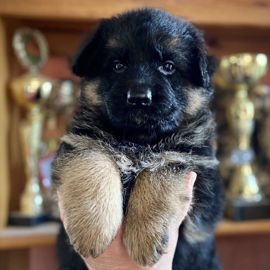 Немецкая овчарка, щенок