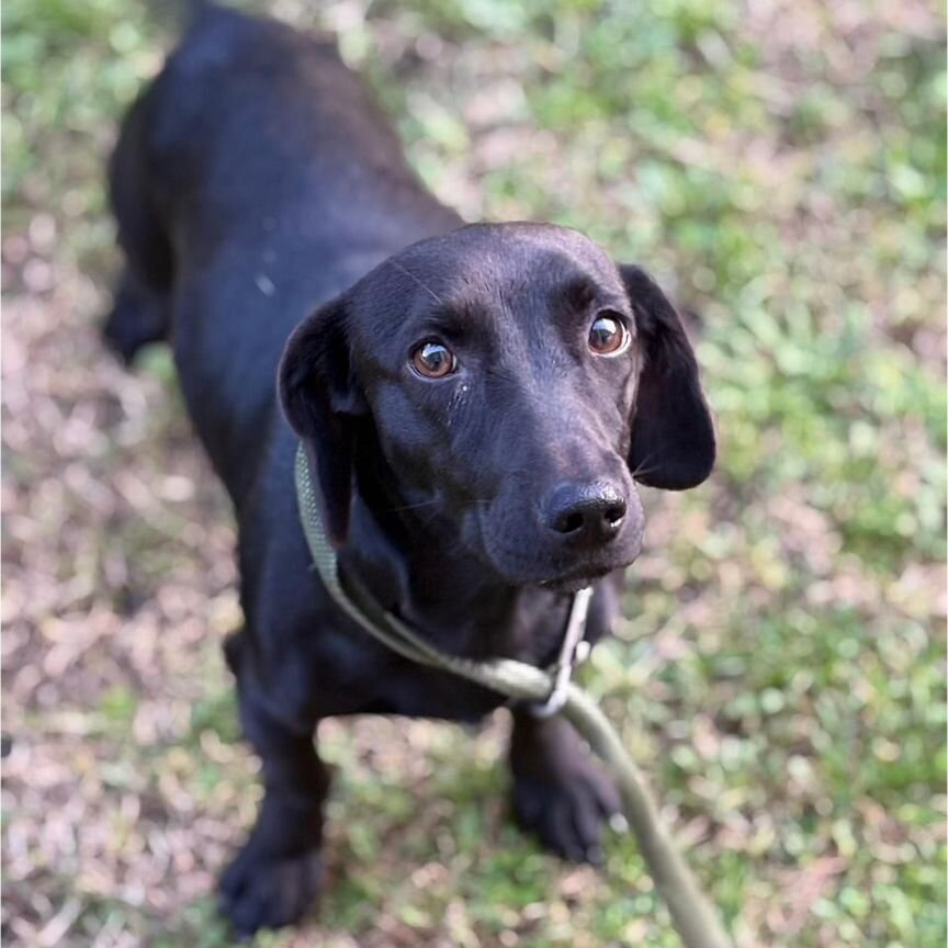 Такса, взрослая собака