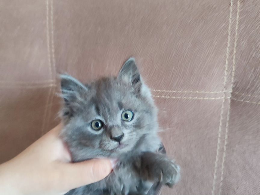 Котёнок