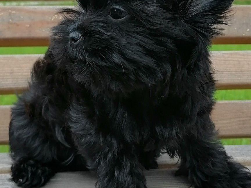 Чёрный принц