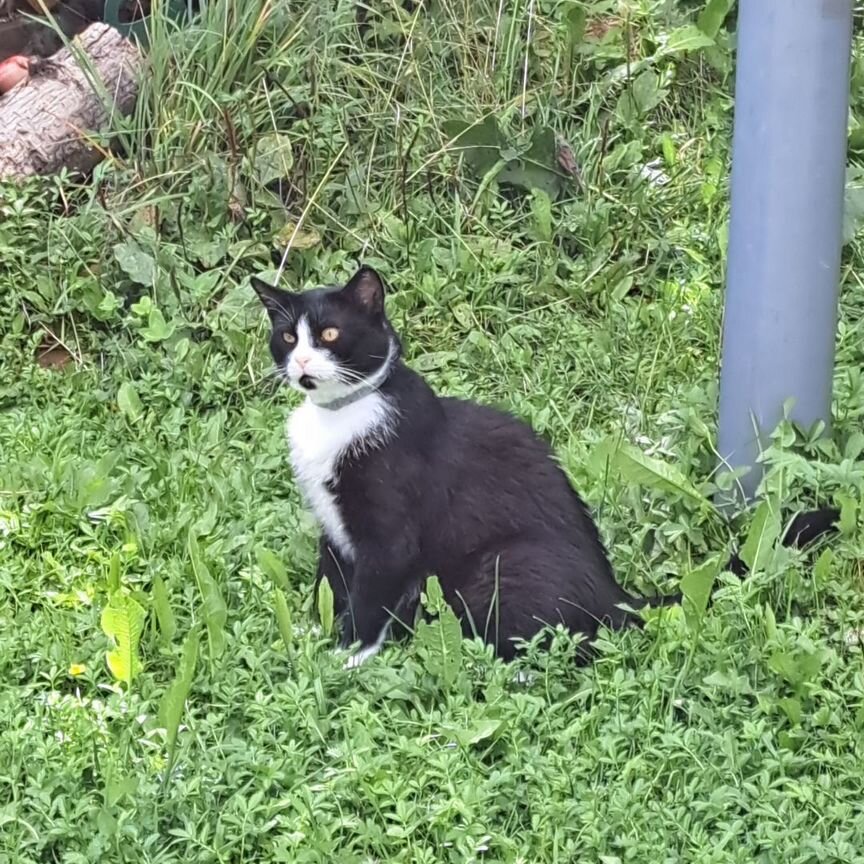 Котик из приюта