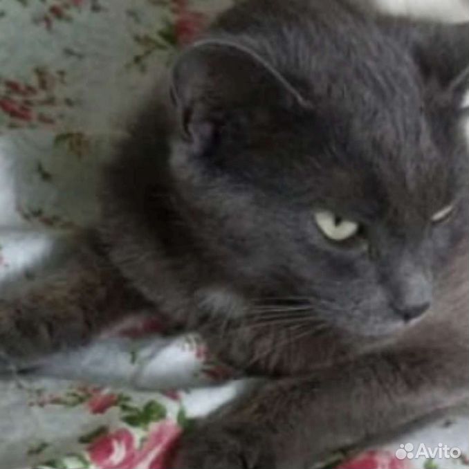 Русская голубая кошка, метис