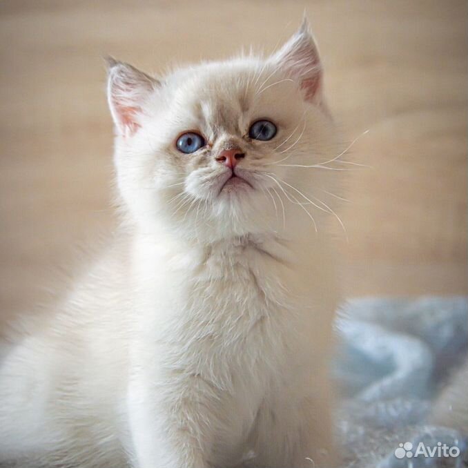 Шотландские колорные котята