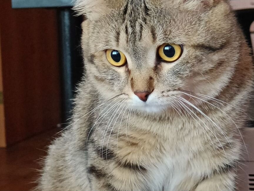 Кошка Лиза и кот Роки