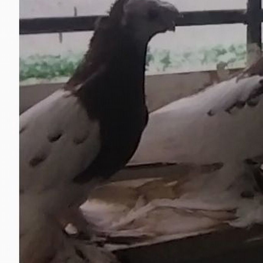 Узбекские голуби