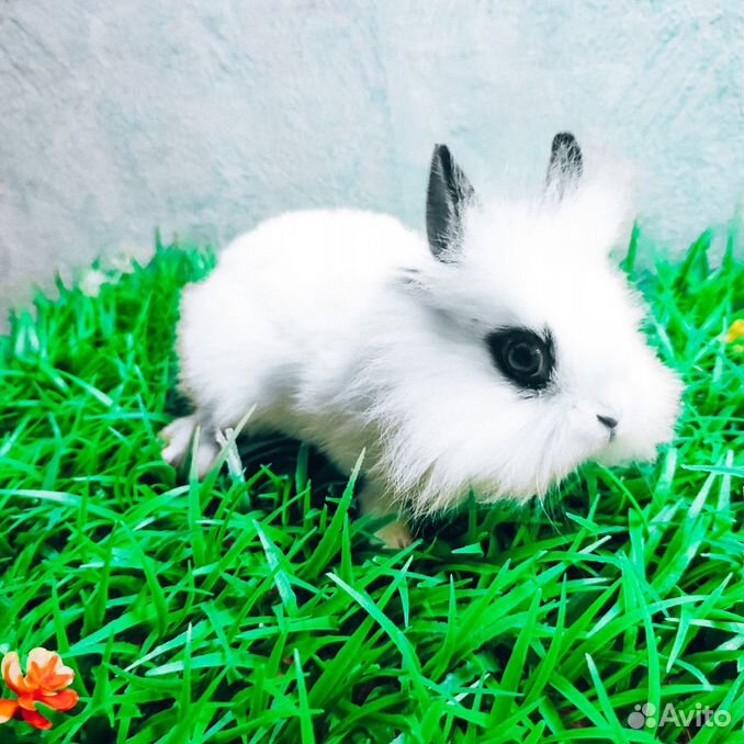 Карликовый кролик - королевский редкий
