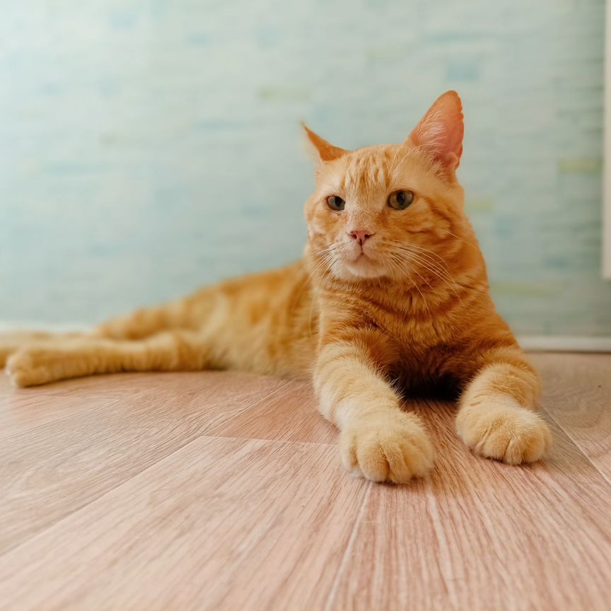 Чейз ищет дом