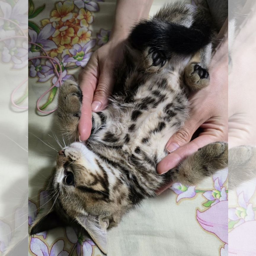 Мейн-кун котёнок
