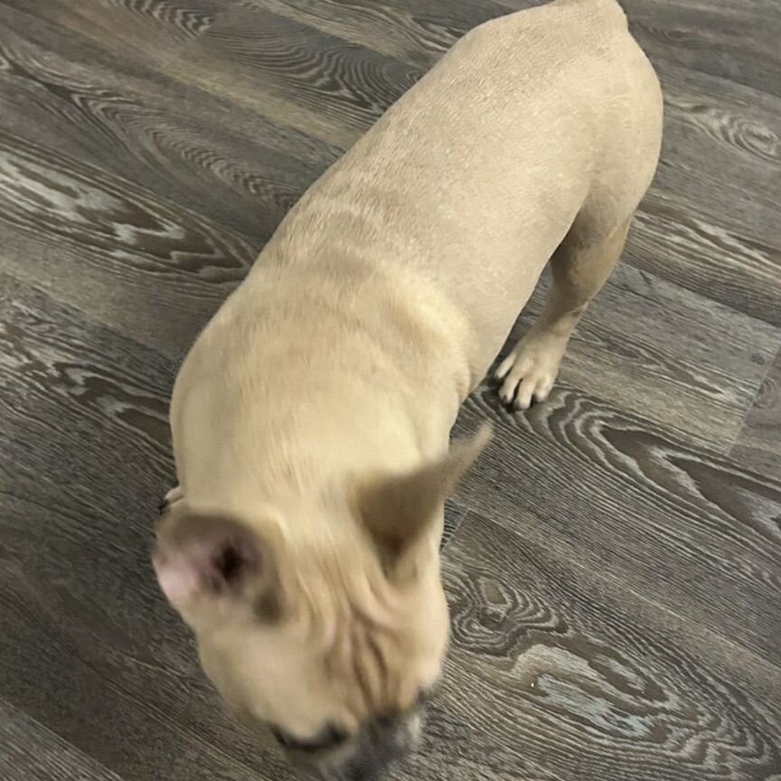 Французский бульдог, щенок