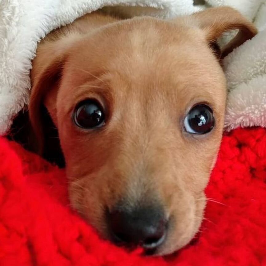 Такса, щенок