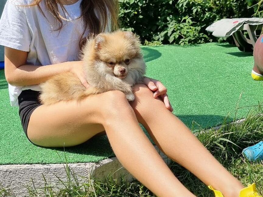 Кобель шоко-соболиный минюшечка