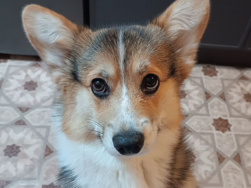 Продам мальчика Корги