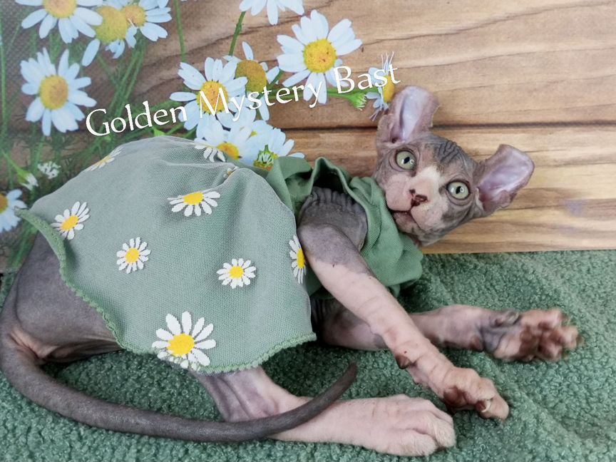 Сфинкс Эльф