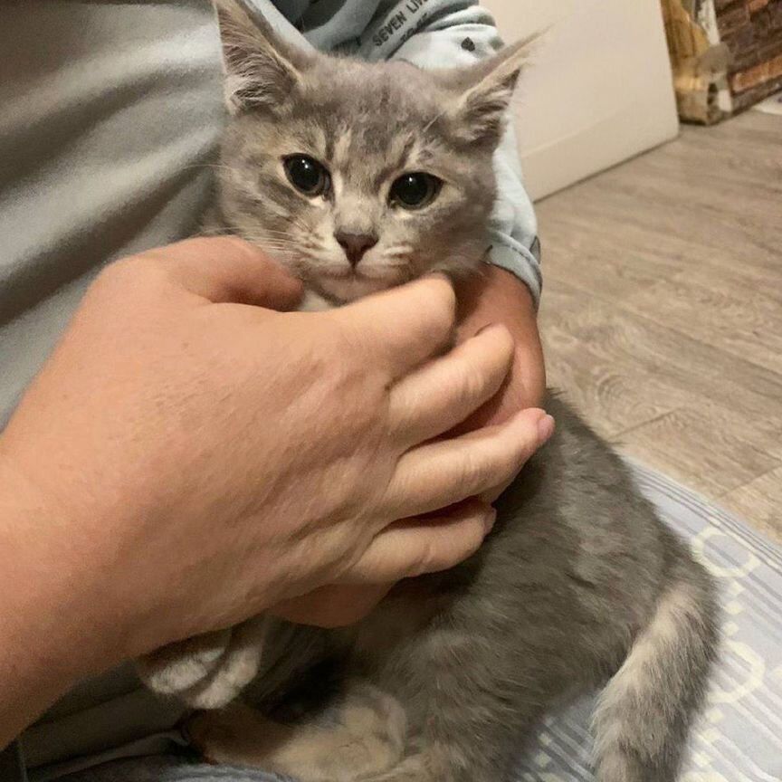 Котёнок в добрые руки