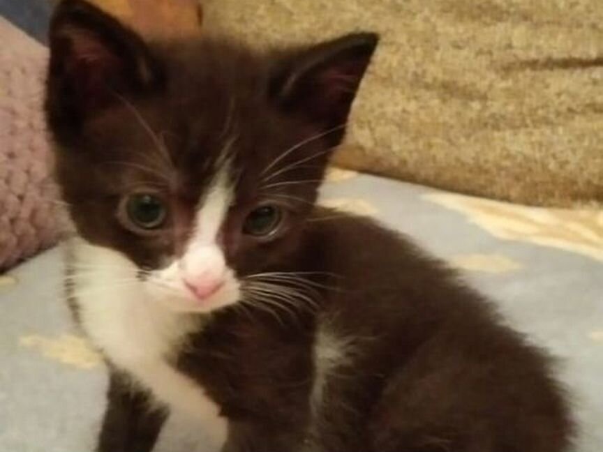 Венечке очень нужен дом