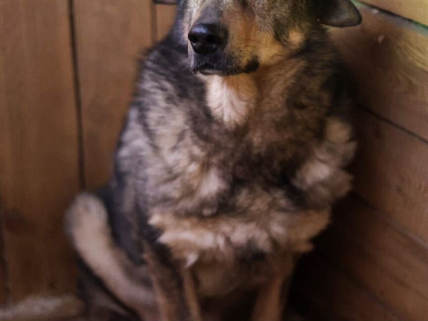 Тэд-спокойный и верный друг ищет дом