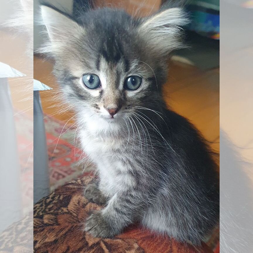 Продам котёнка