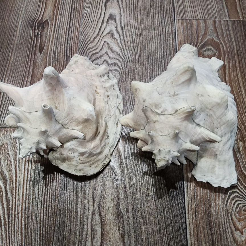 Морские большие ракушки