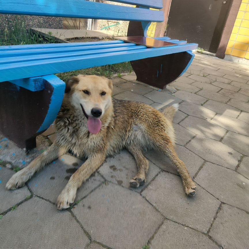 В добрые руки