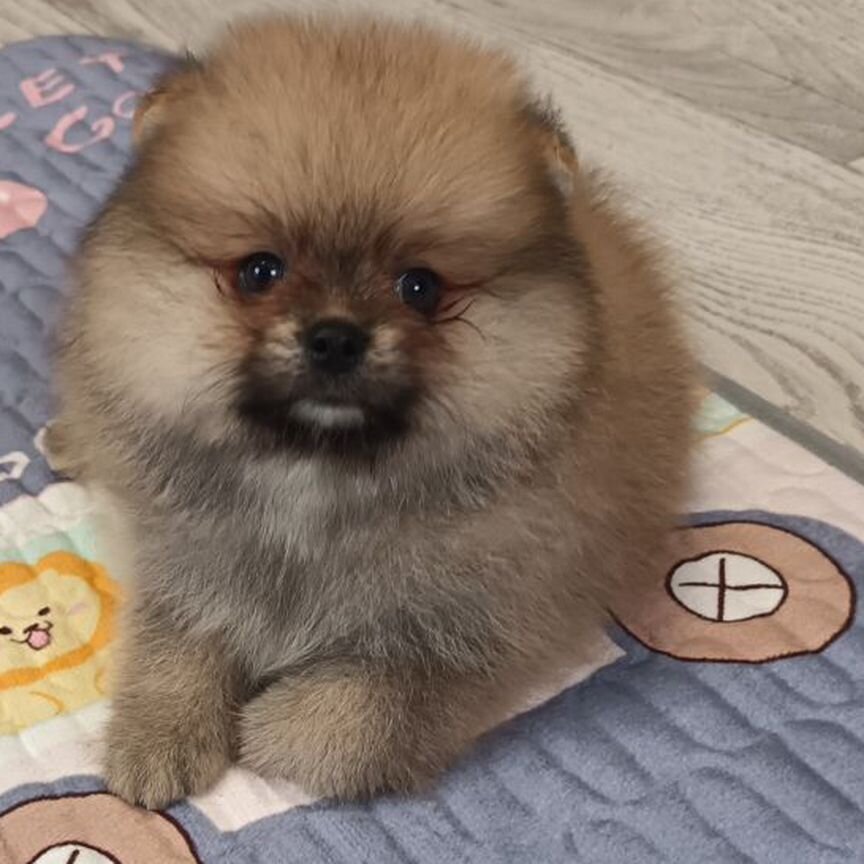 Померанский шпиц, щенок