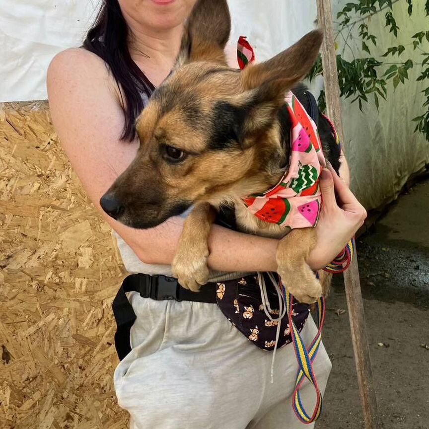 Джинни боится лая собак