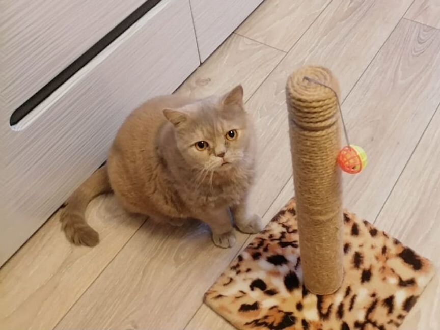 Шотландская кошка