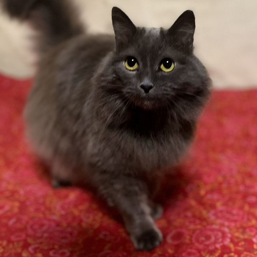 Взрослая, кошка в добрые руки