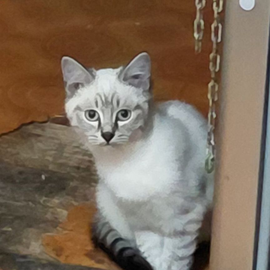 Сиамский котёнок