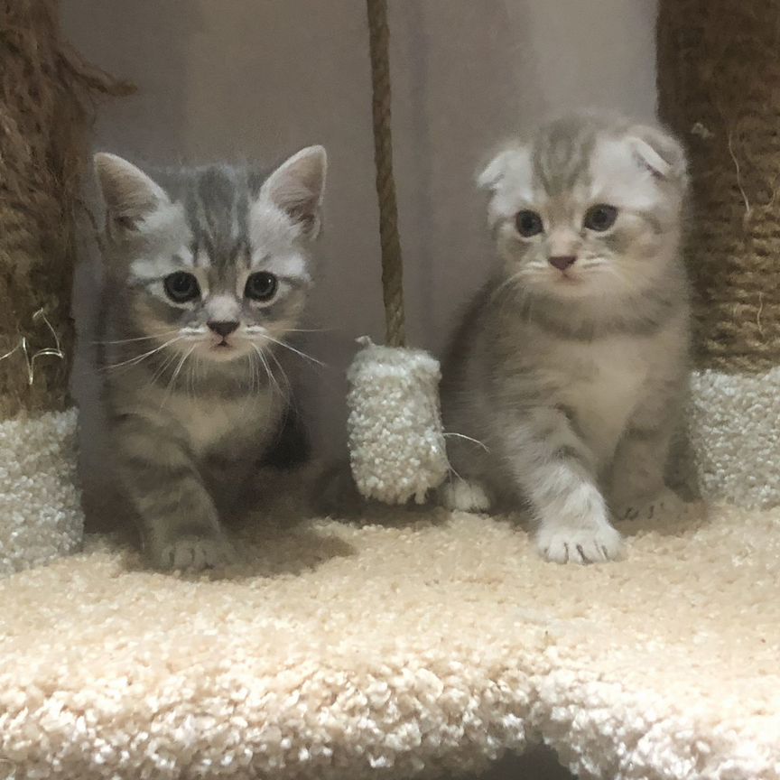 Шотландские котята