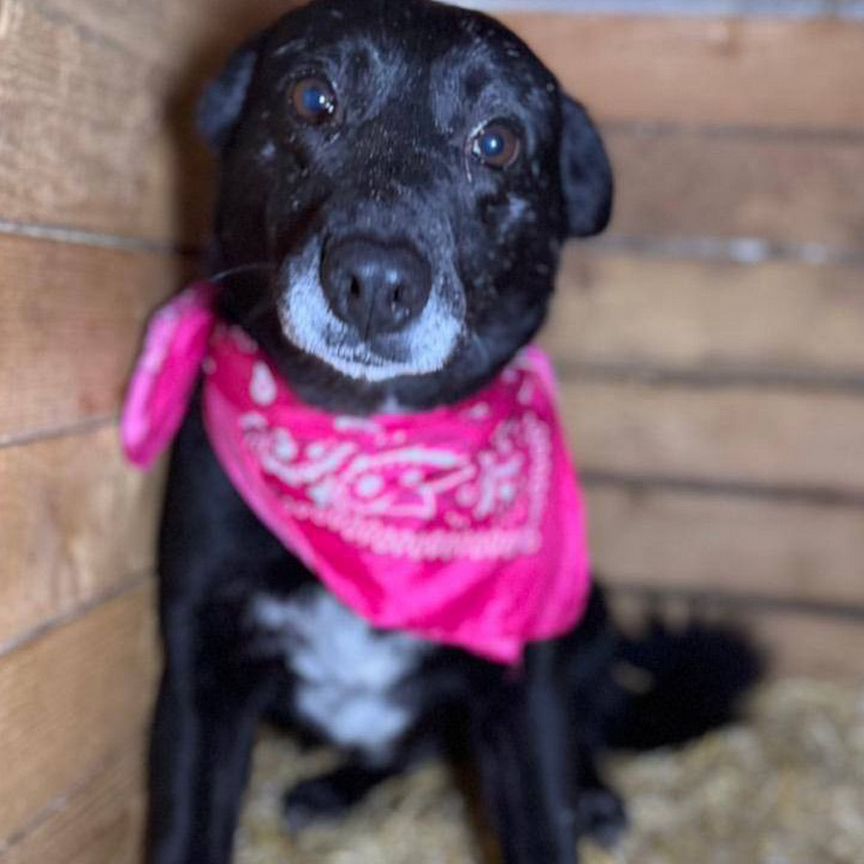 Маленькая собачка из приюта Некрасовка