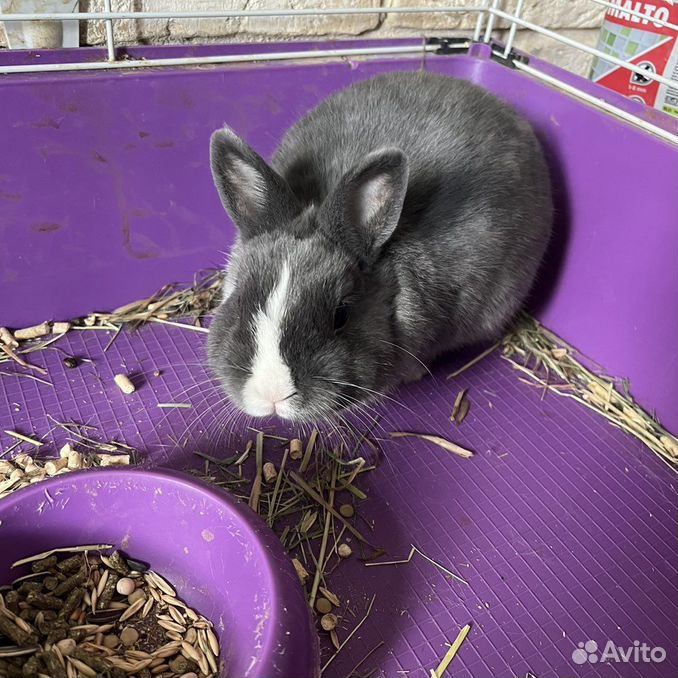 Нидерладский карликовый кролик