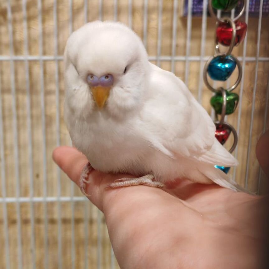 Попугай ввп получех брат с сестрой