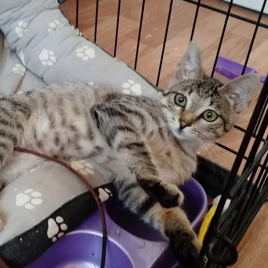 Котенок в добрые руки бесплатно