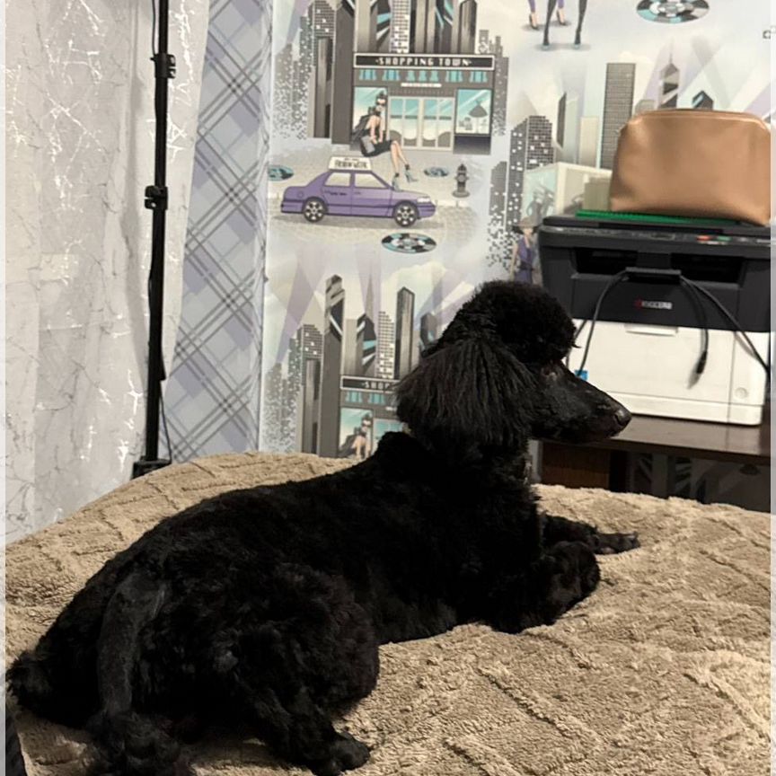 Пудель, щенок