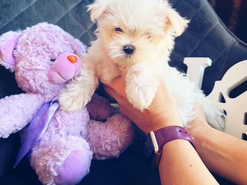 Миниатюрный мальчик мальтезе