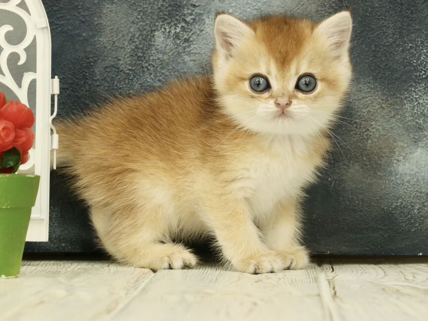 Кошечка золотая шиншилла глазастая красотка