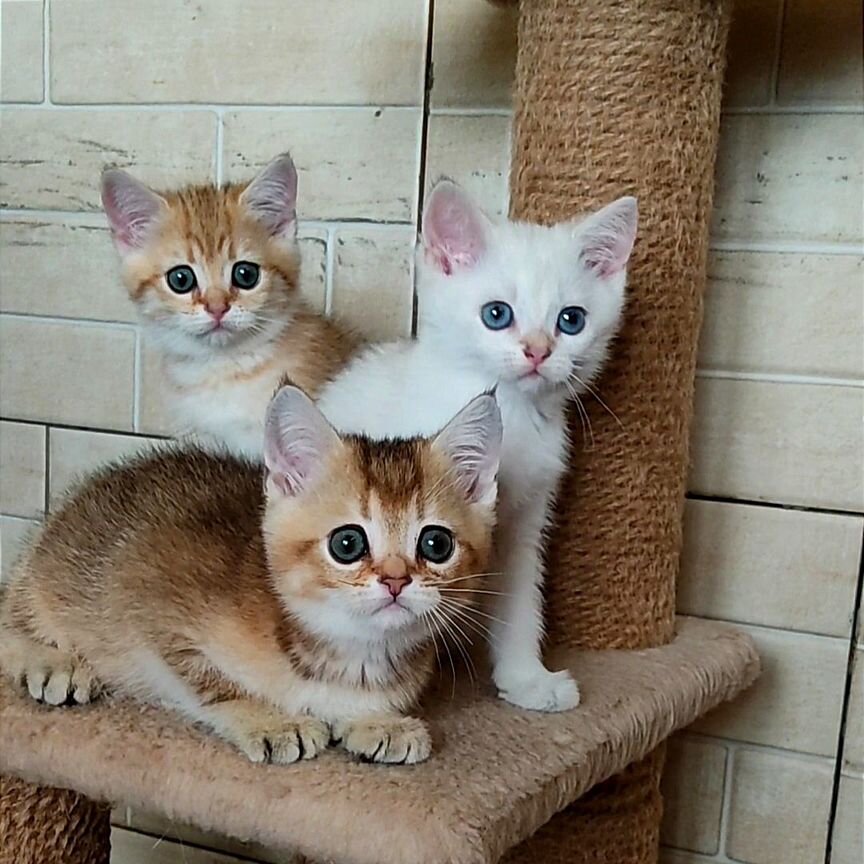 Шотландские котята. Малыши