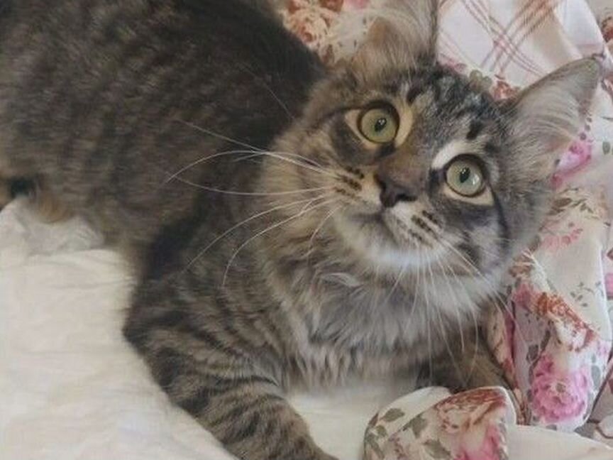 Замурчательный и прелестный котик(4,5 мес.)