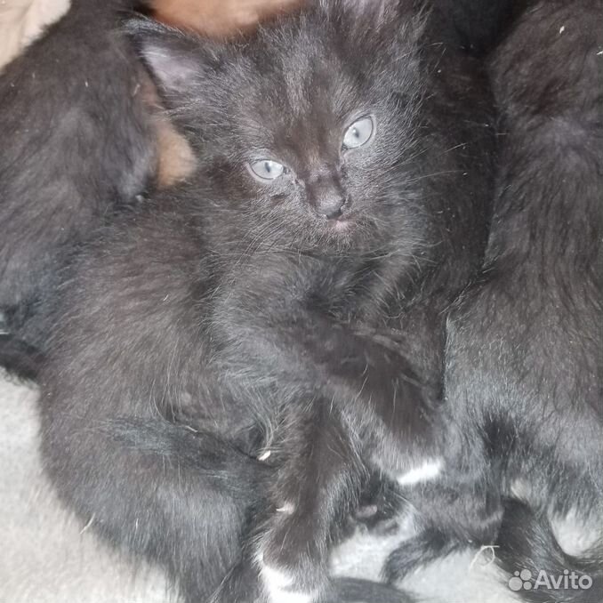 Замечательные котята мальчики в добрые руки