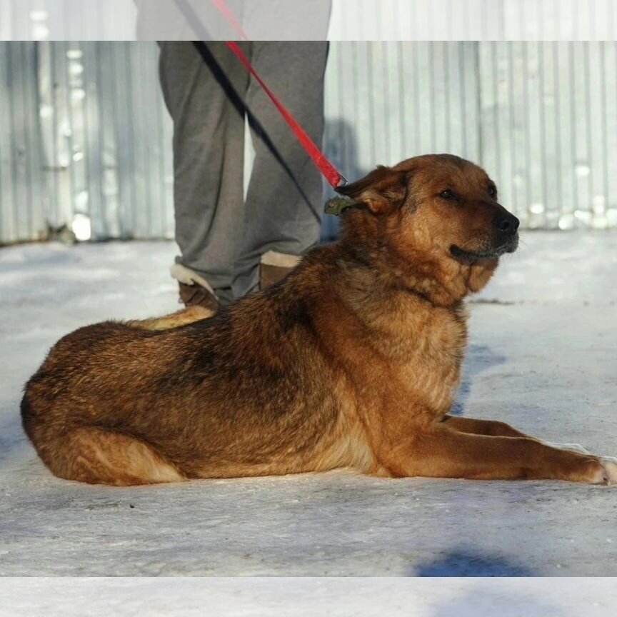 Подопечная приюта